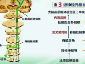 中枢神经系统的传导通路