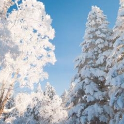 雪中苍松 