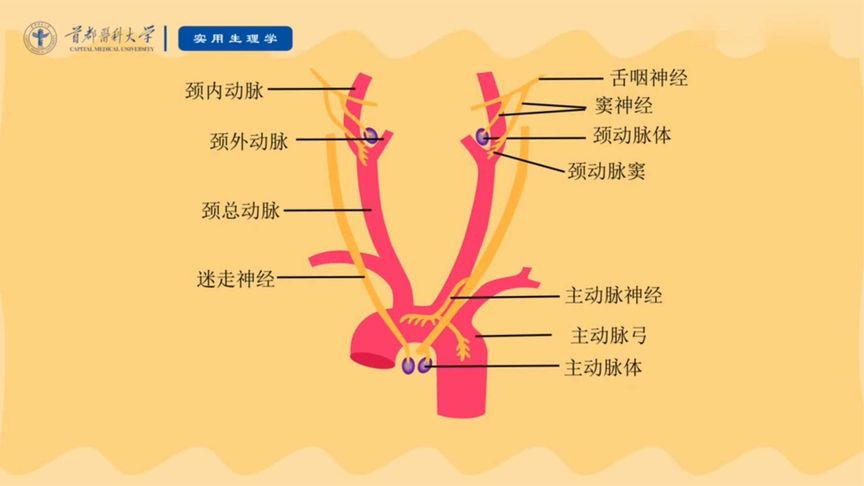 实用生理学:4.10 神经调节之心血管反射