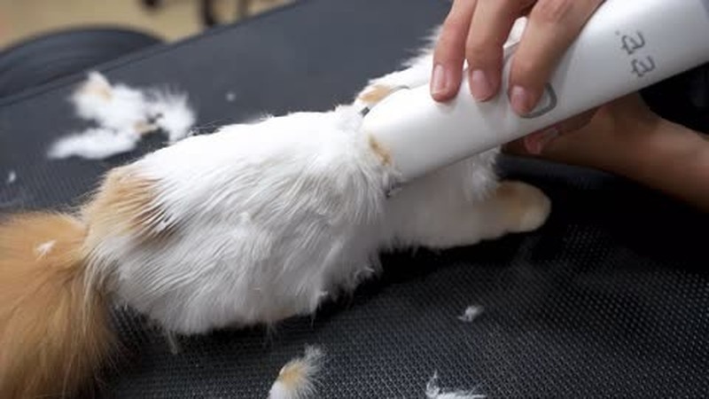 猫毛怎么处理干净