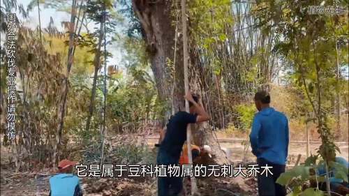 这就是南美胡桃木,是一种优质的高档木材,树形非常优美且大方