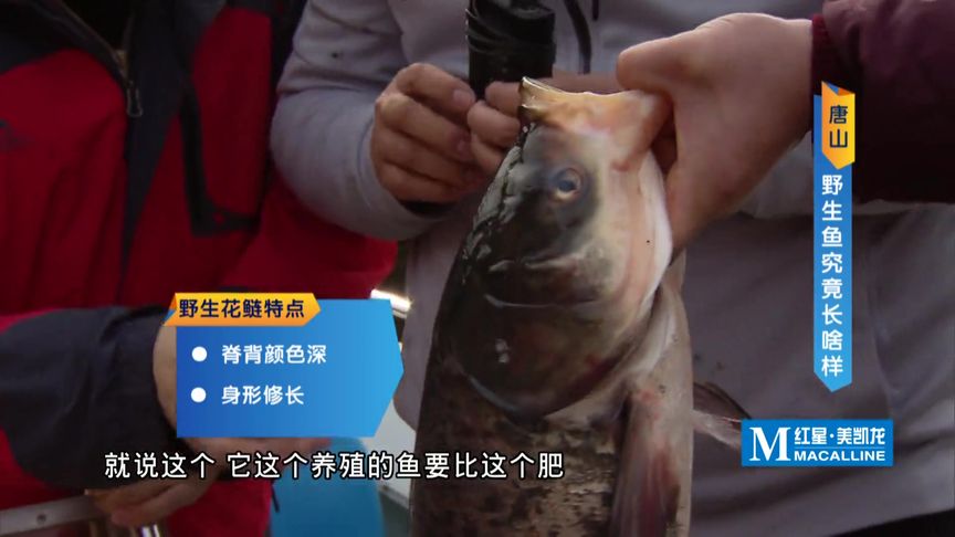 野生花鲢鱼的特点,爱吃鱼的朋友们快来划重点吧!