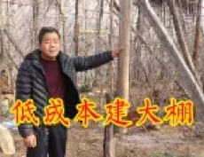 农村建大棚,只需投资5000元,建造规模不输几十万的高温棚!