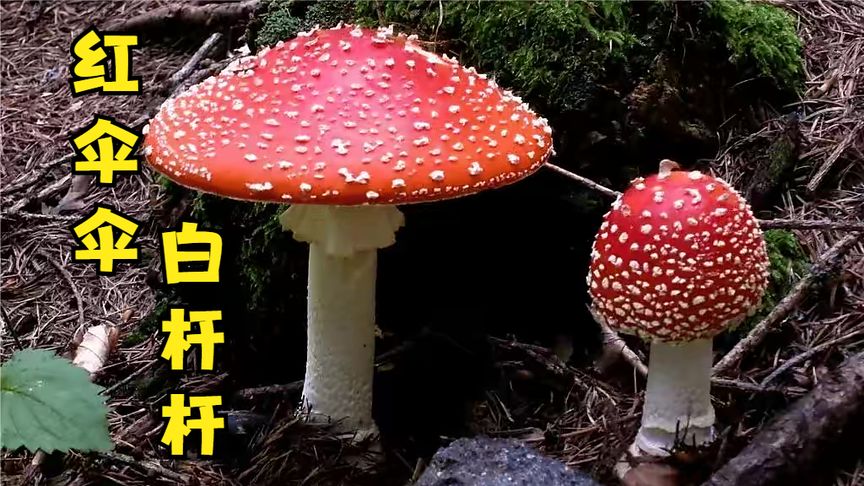 《红伞伞白杆杆》也来啦,听歌要听全才有感觉呀!