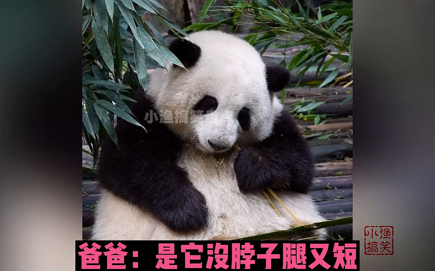 熊猫花花5月超可爱瞬间,花花又被留级了,谭爷爷给的说法太好笑
