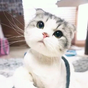 傲娇的泡面菌 