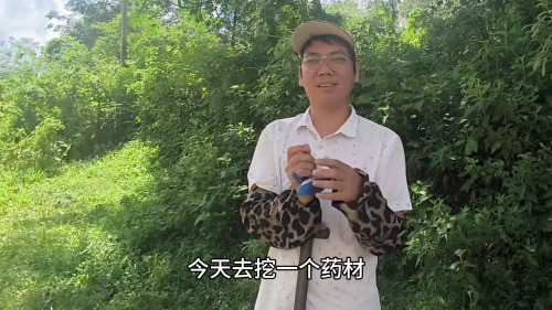 带你认识常用草药金刚藤