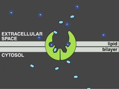 细胞生物学动画第一部分