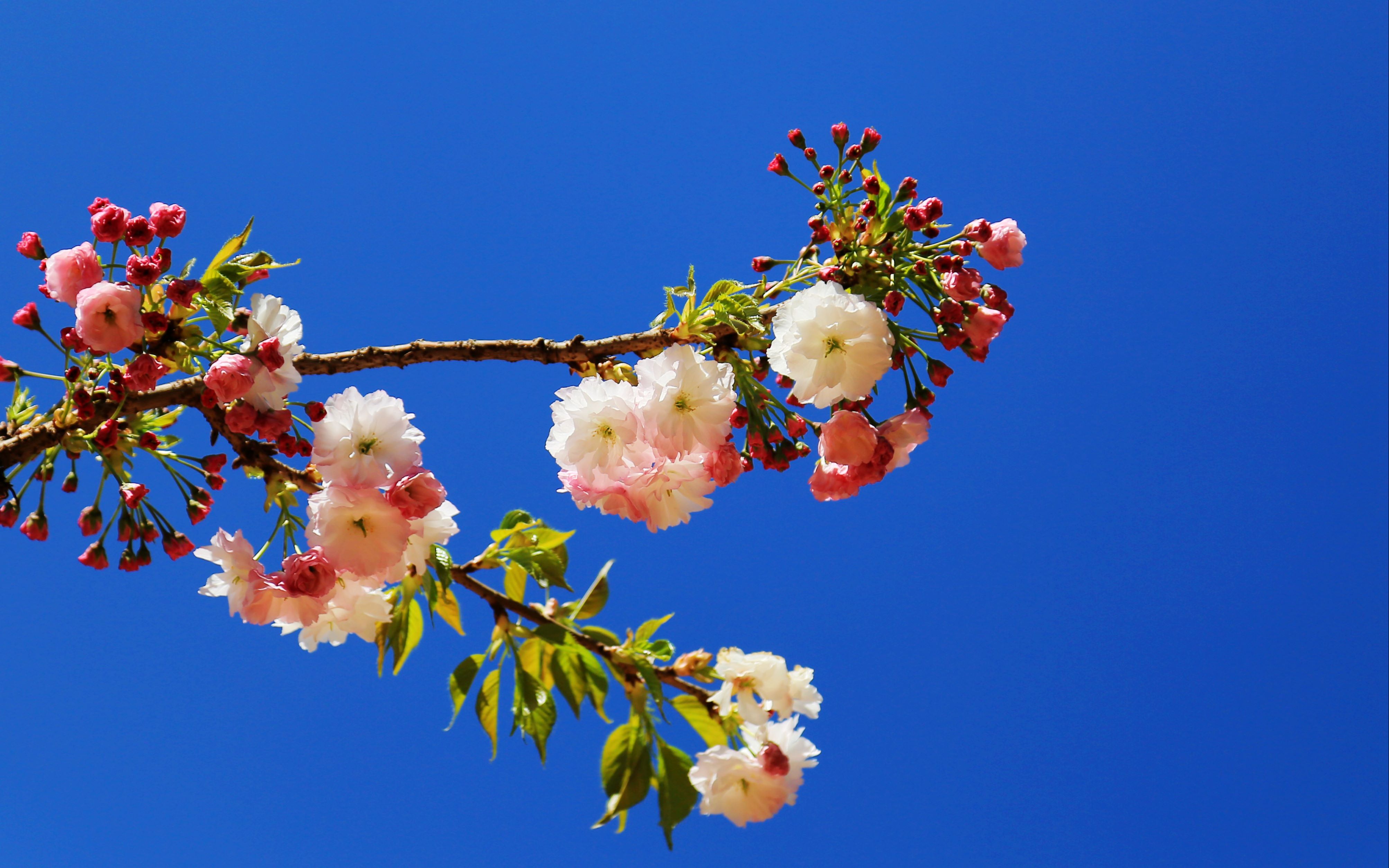 歌曲《祝你健康》演唱:熬都;视频-延时花开