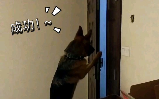 自从这家伙学会了开门,家里就没有它开不了的门了
