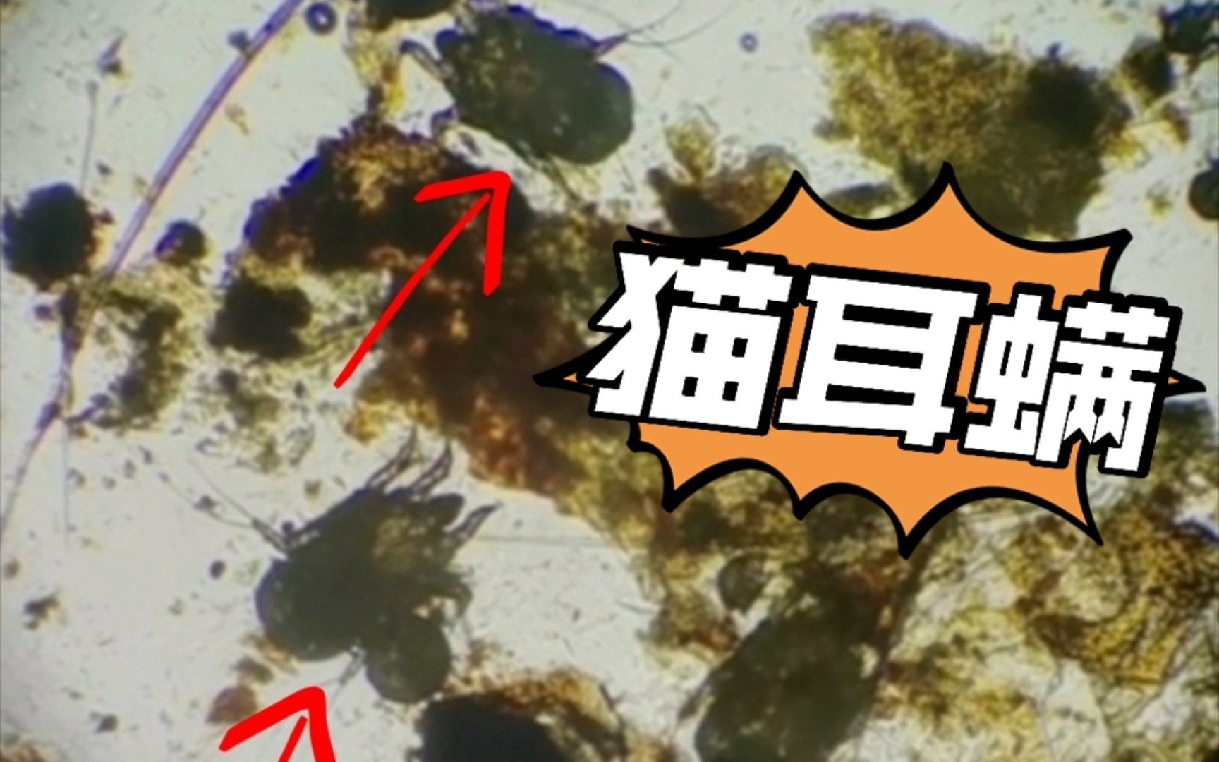 猫咪耳螨|耳垢治疗诊断大百科|显微镜