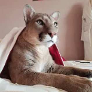 美洲狮梅西