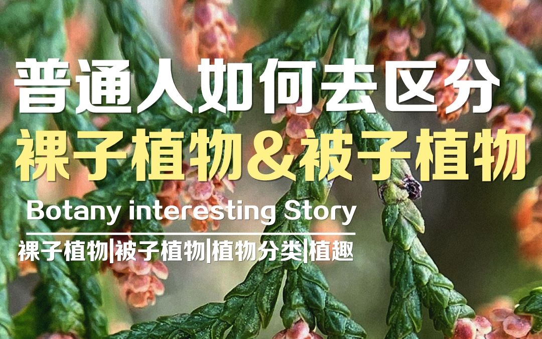 普通人应该如何分辨,身边的植物,是裸子植物还是被子植物?