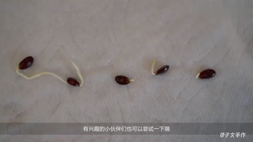 苹果种子有望长出一棵树?老外是这么做的,感觉自己又长知识了