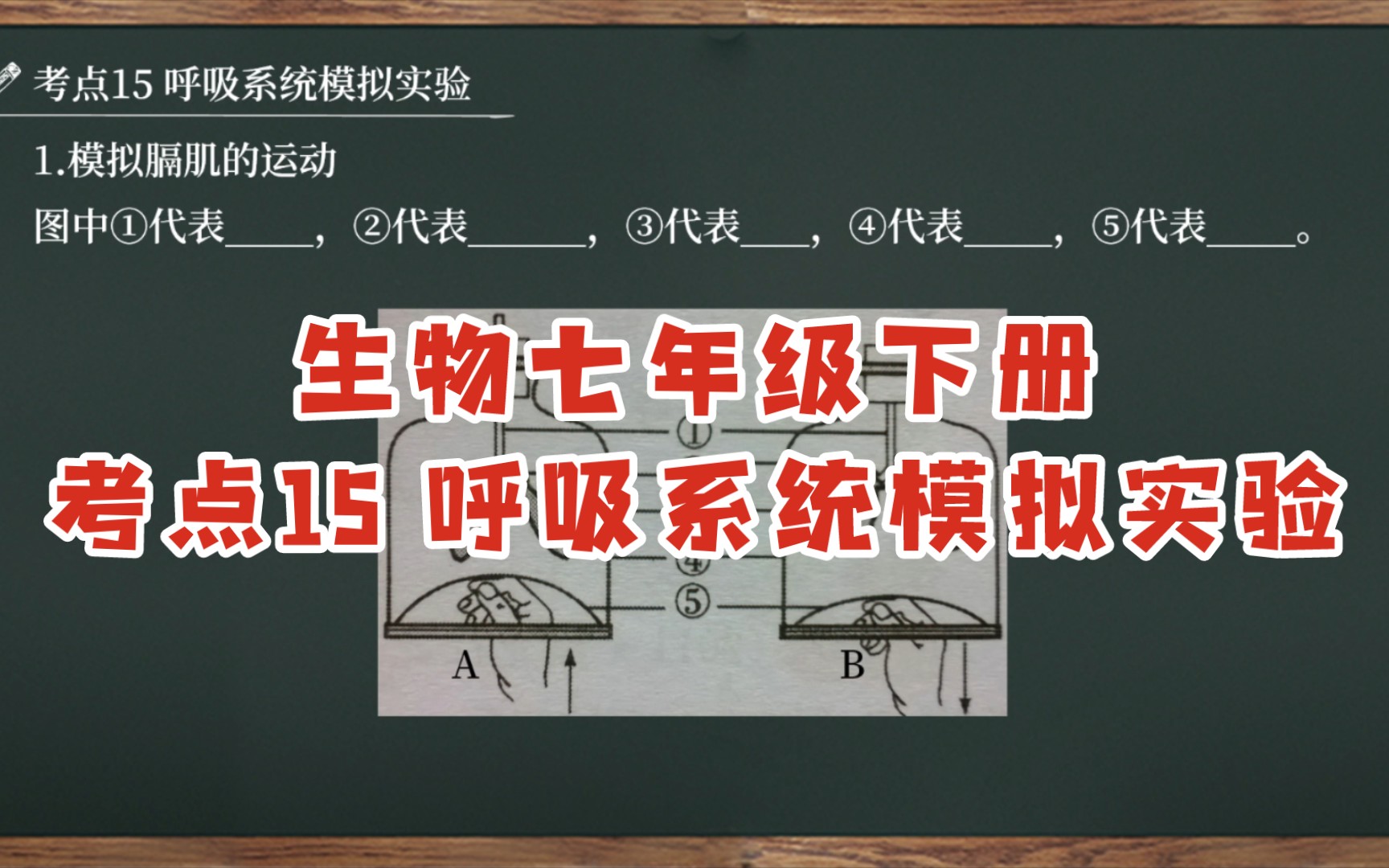 【初中生物全考点讲解|七下】考点15 呼吸系统模拟实验