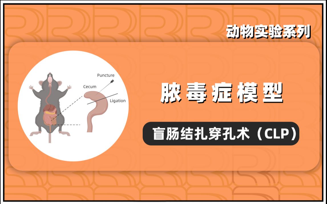 动物实验合集(8):小鼠脓毒症模型(CLP)