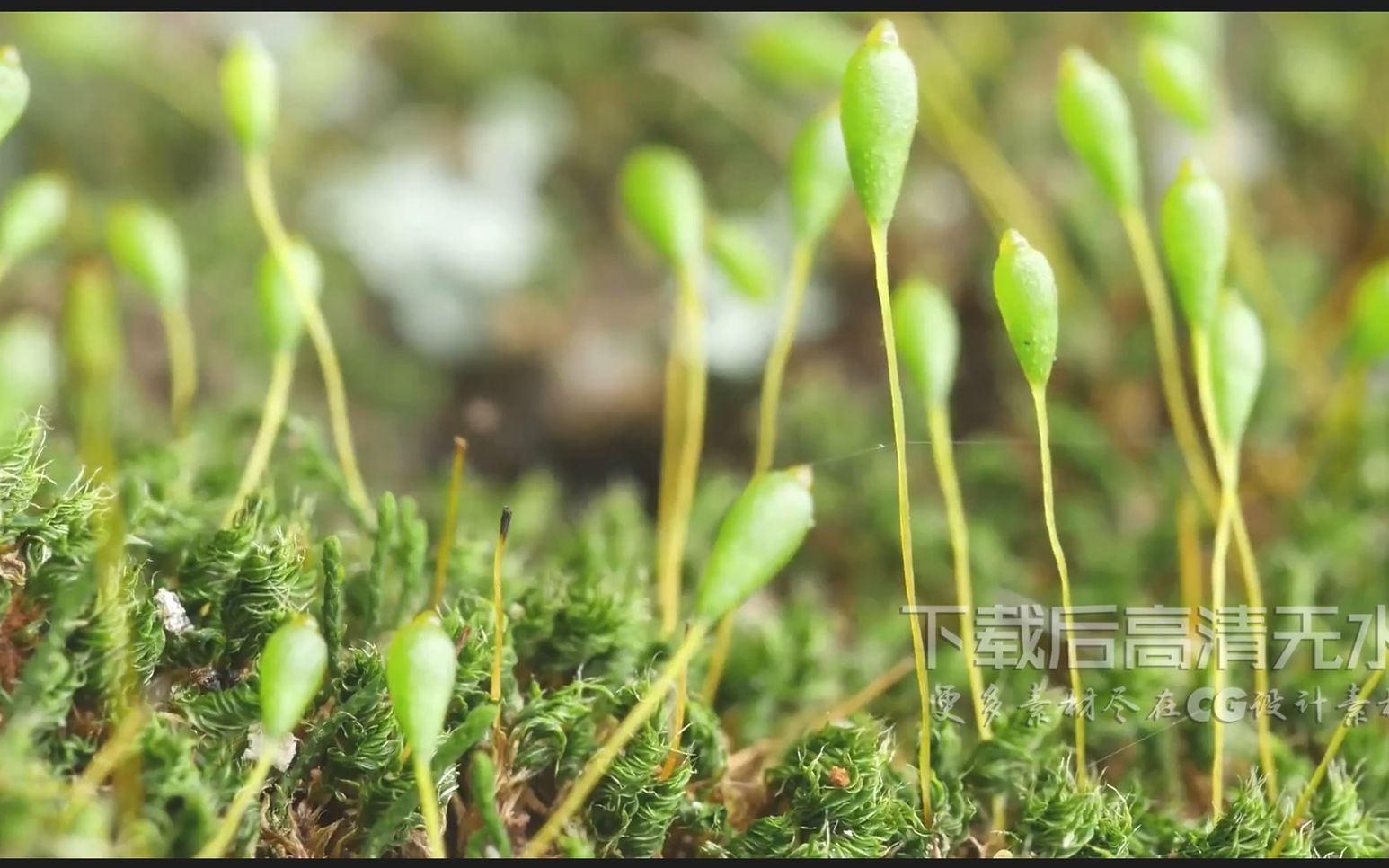 s828 2k画质超美小清新春暖花开春意黯然绿色植物小草发芽视频会声...