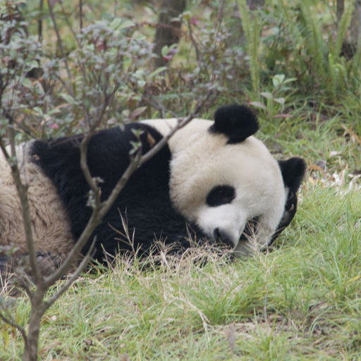 麦兜哥哥不会飞 