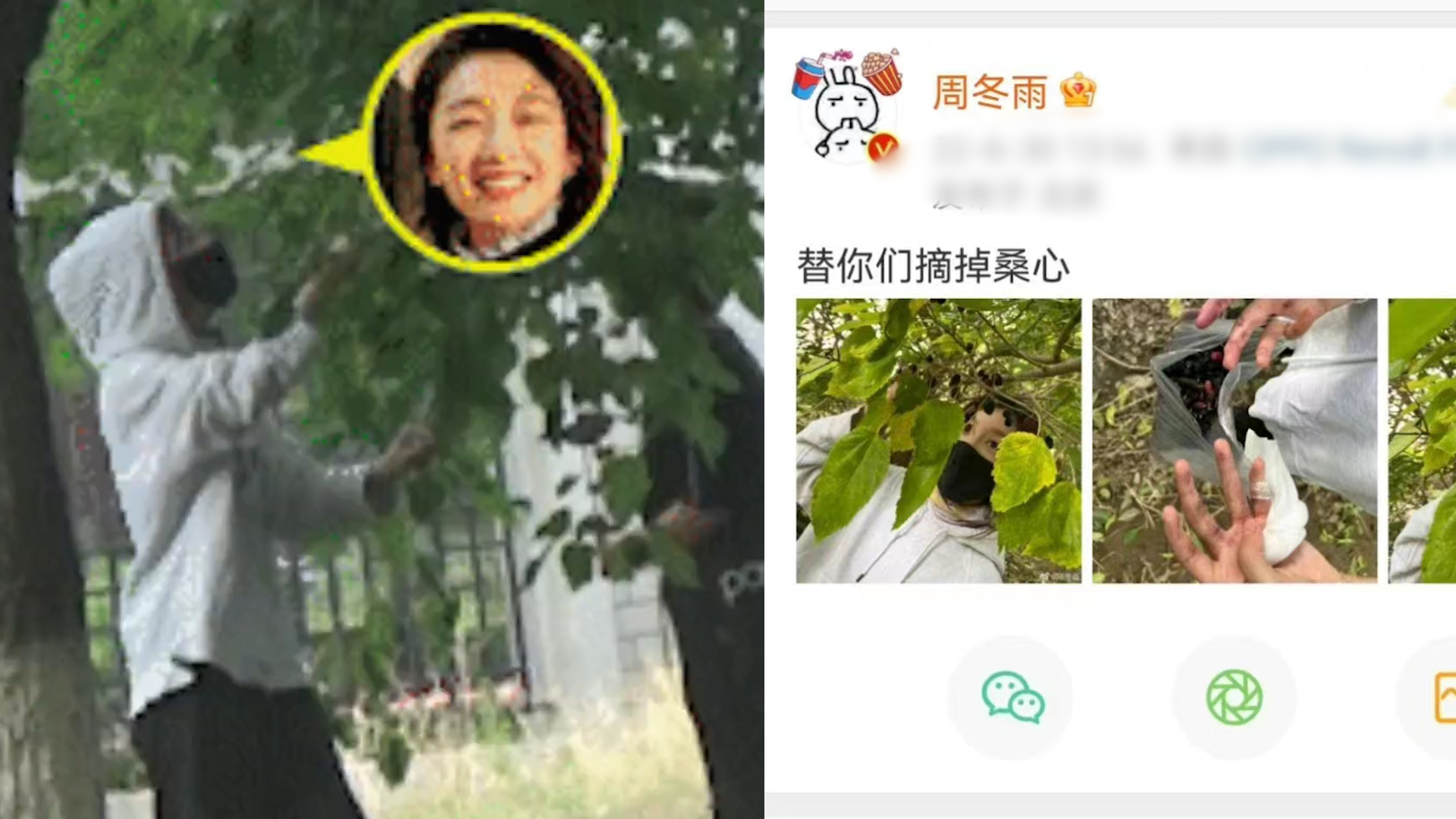 周冬雨疑似违反公园管理条例,私自采摘公园桑葚,高调炫耀引热议