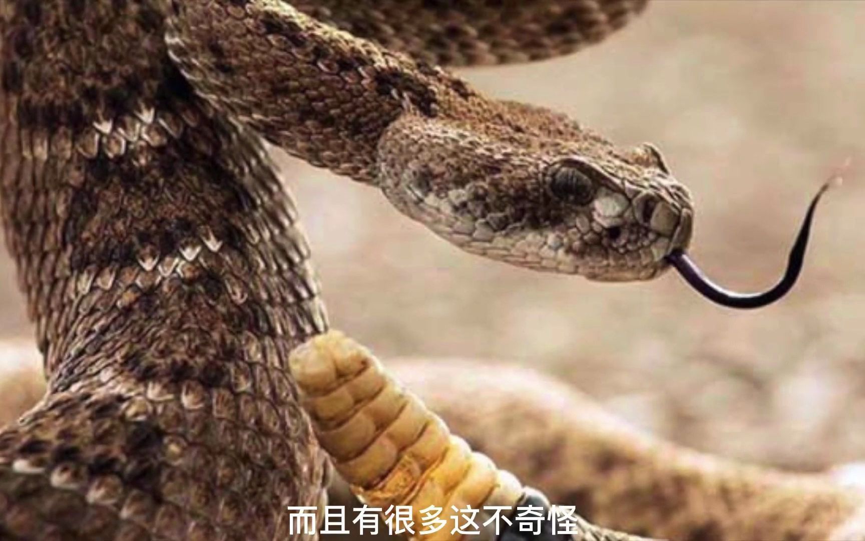 动物|世界十大毒蛇排行榜|眼睛王蛇排名第十|动物世界