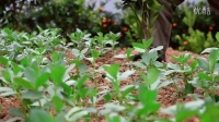 奉节脐橙宣传片_超清18680958268