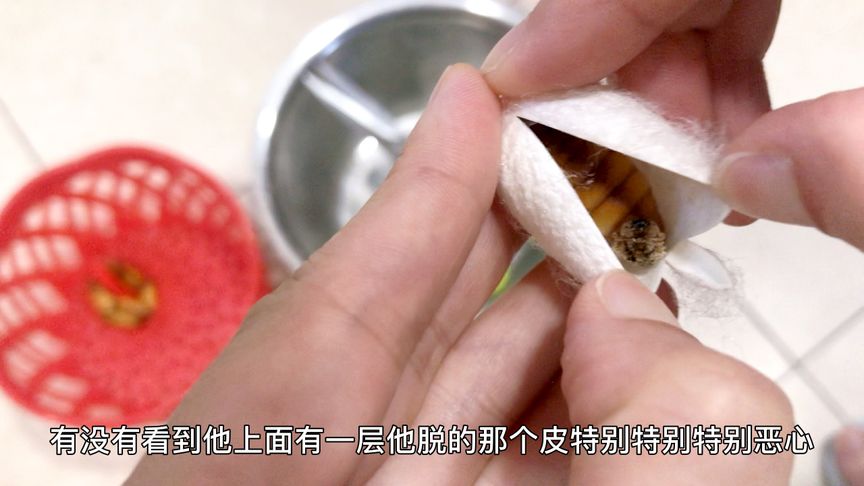 蚕蛹在蚕茧里究竟发生了什么?