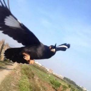 第二梦童话天使