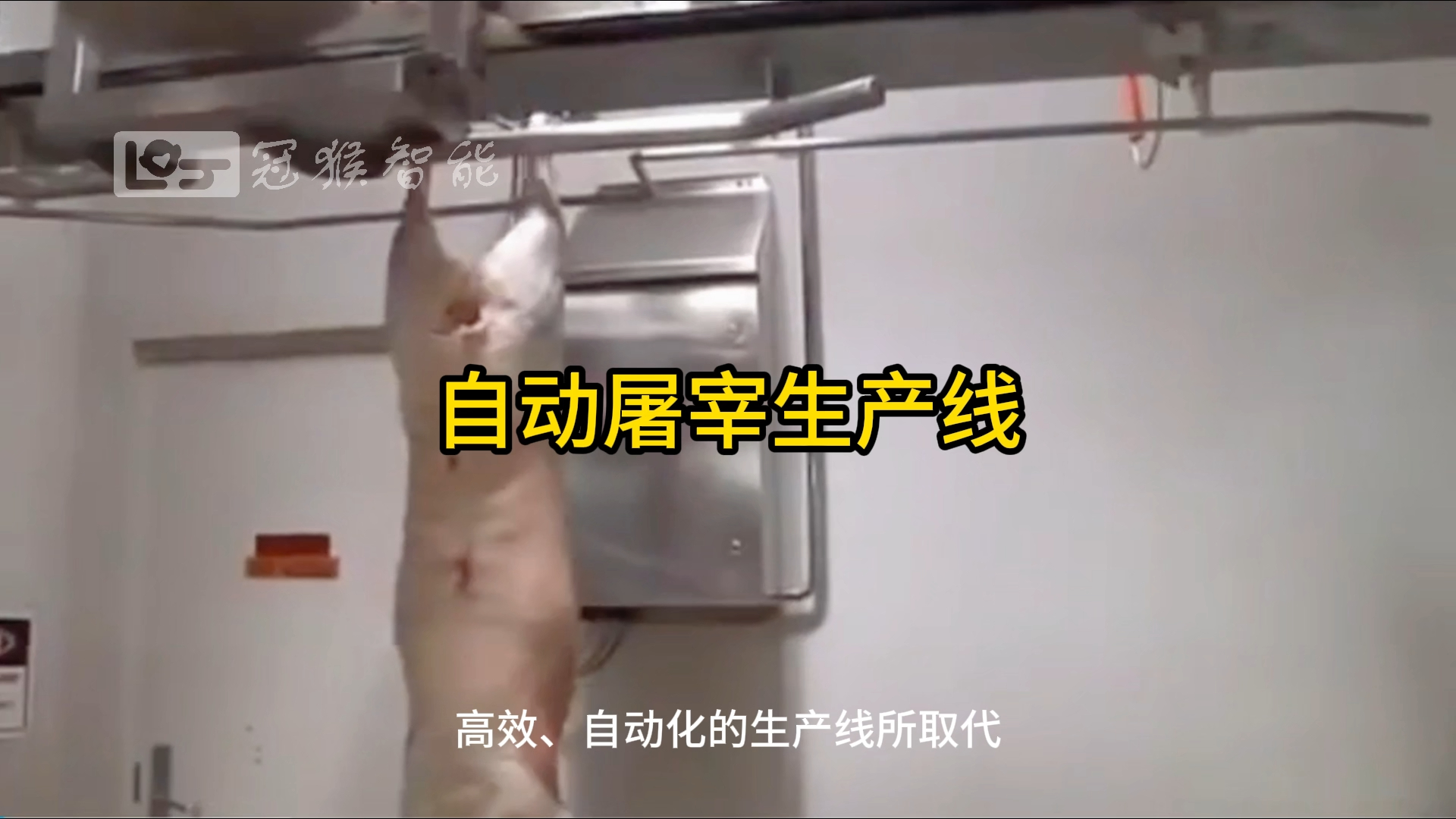 全自动屠宰生产线,让肉类加工更高效、更卫生!