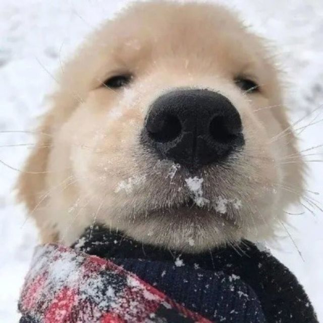 树下一朵云 