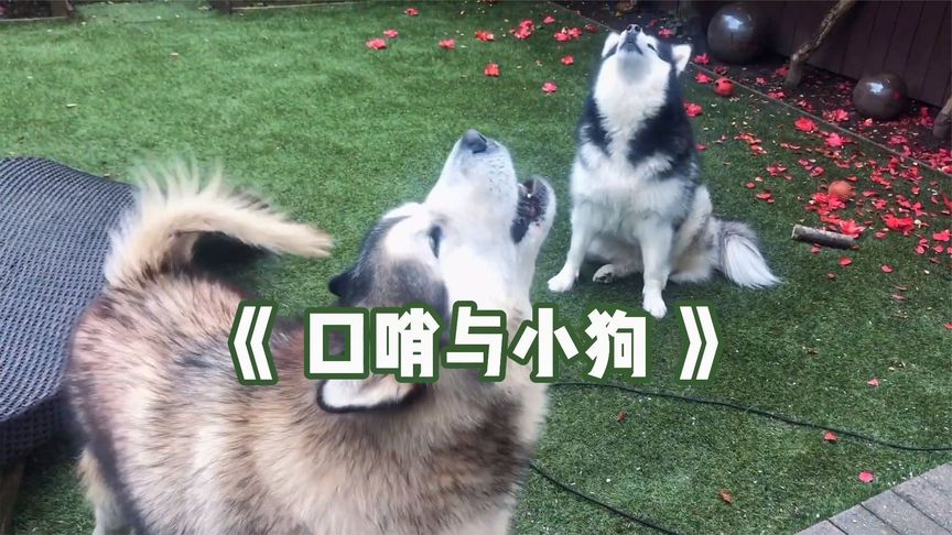 经典口哨音乐作品欣赏-《口哨与小狗》,轻松活泼、幽默风趣!