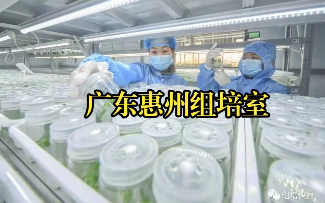 组培实验室仪器设备安装 组培架 培养架 惠州组培室 组培仪器设备 ...