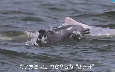 广西钦州的白海豚家族,有了新成员!