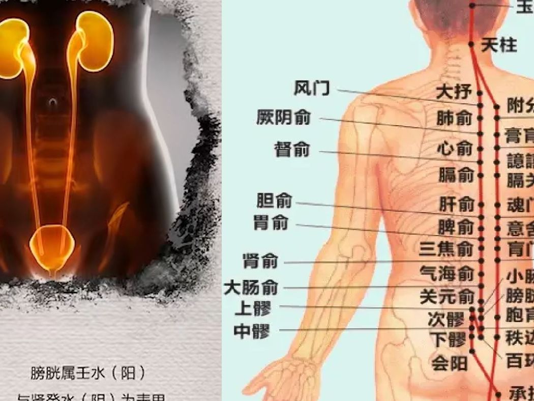 12足太阳膀胱经2主线躯干20穴详解