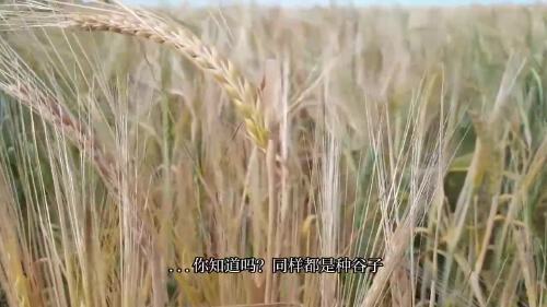 谷子成熟期大揭秘!从播种到收获只需这么短时间