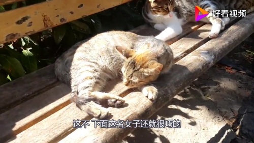 女子将流浪猫带回家,猫长大后却让人傻了,这到底是什么新物种?