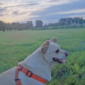 是是一颗菠萝呀 