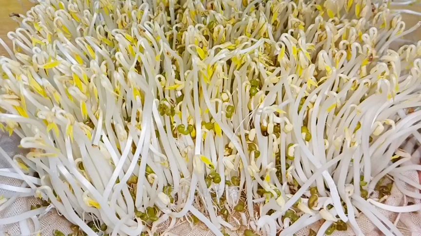 怎样把绿豆变成绿豆芽?3分钟教会你,只需绿豆和清水,简单实用