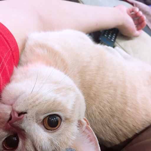 馄饨不要了 