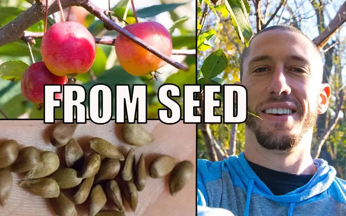 如何从一粒种子开始种苹果树?苹果树几年开花结果?
