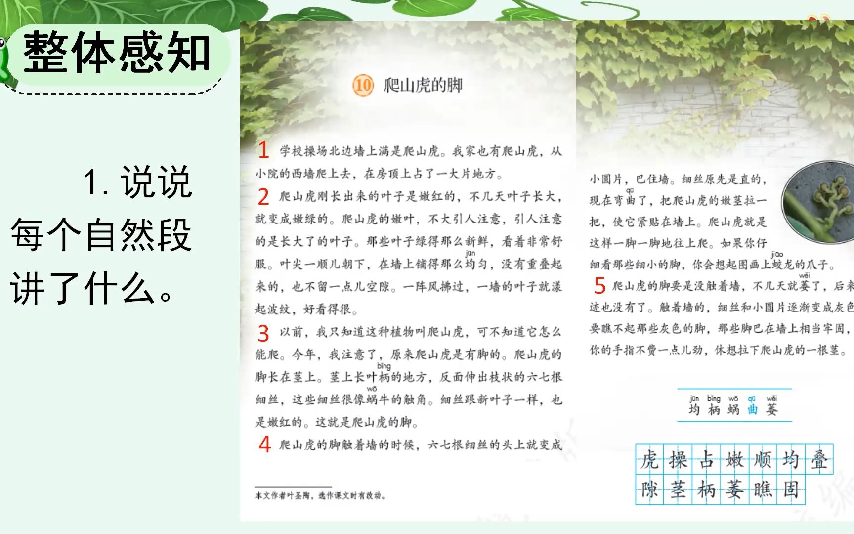 四年级上爬山虎的脚第一课时