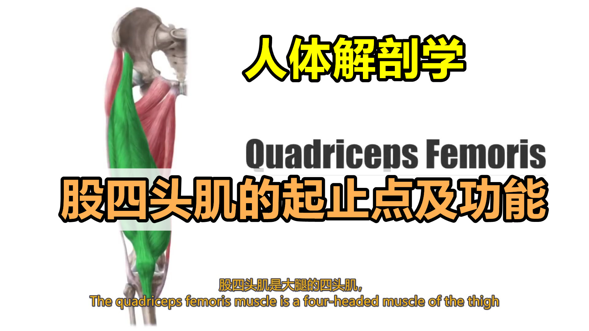 【人体解剖学干货】股四头肌的起止点及功能