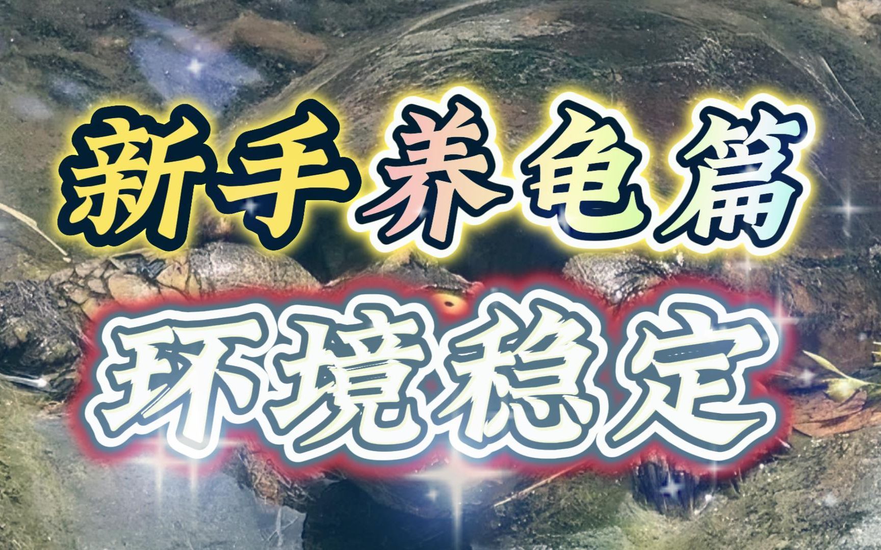 养龟新手篇!环境稳定性指的是什么?怎么才能稳定住龟缸环境?