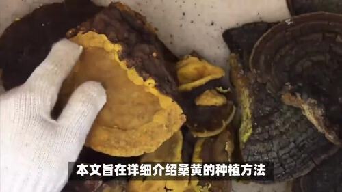 桑黄高效种植技巧与要点