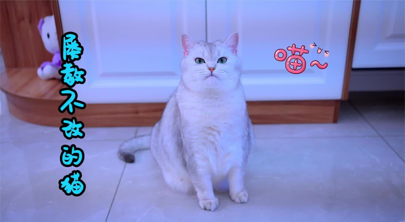 讨厌的猫咪总是半夜嚎叫,吵主人睡觉