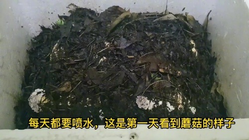 泡沫箱里种蘑菇,和孩子每天观察它的生长过程,最后做了孜然蘑菇