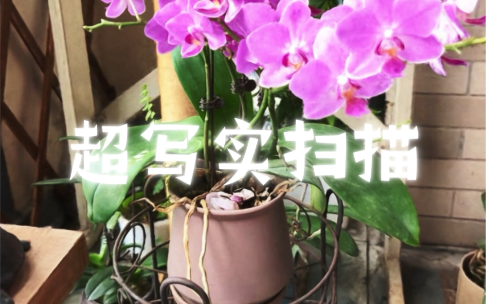 【NeRF】照片实拍三维扫描转换点云模型,nerfstudio