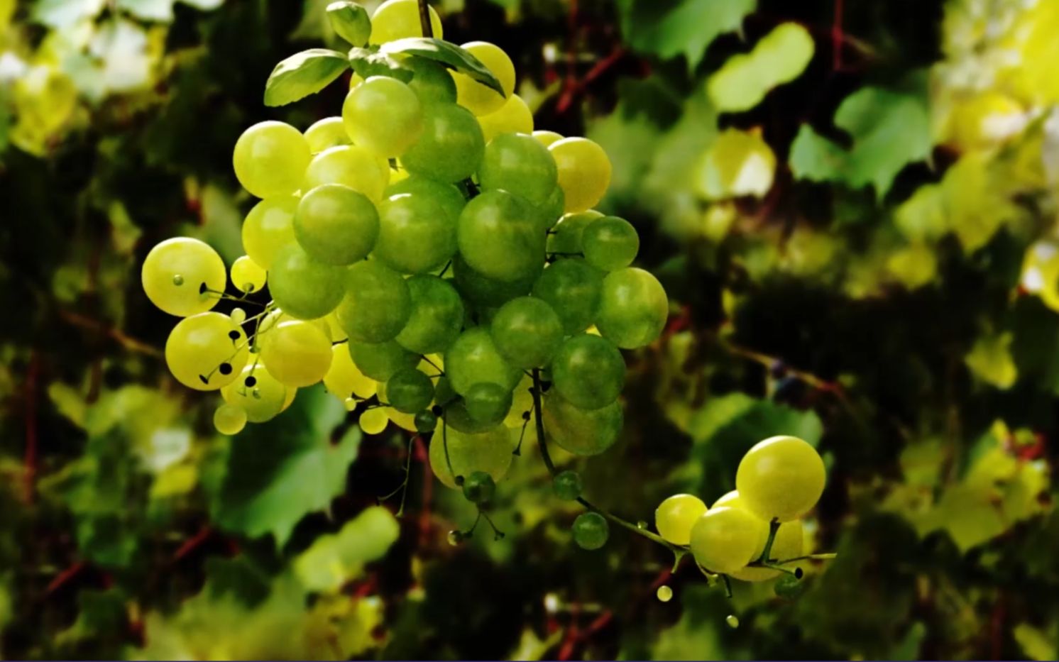 室外建筑动画——葡萄生长特效