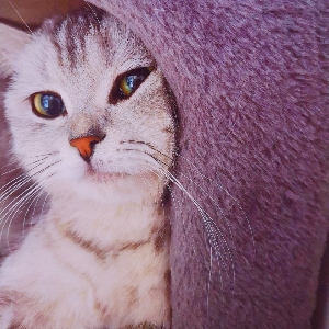 菜菜子菜菜Bella 