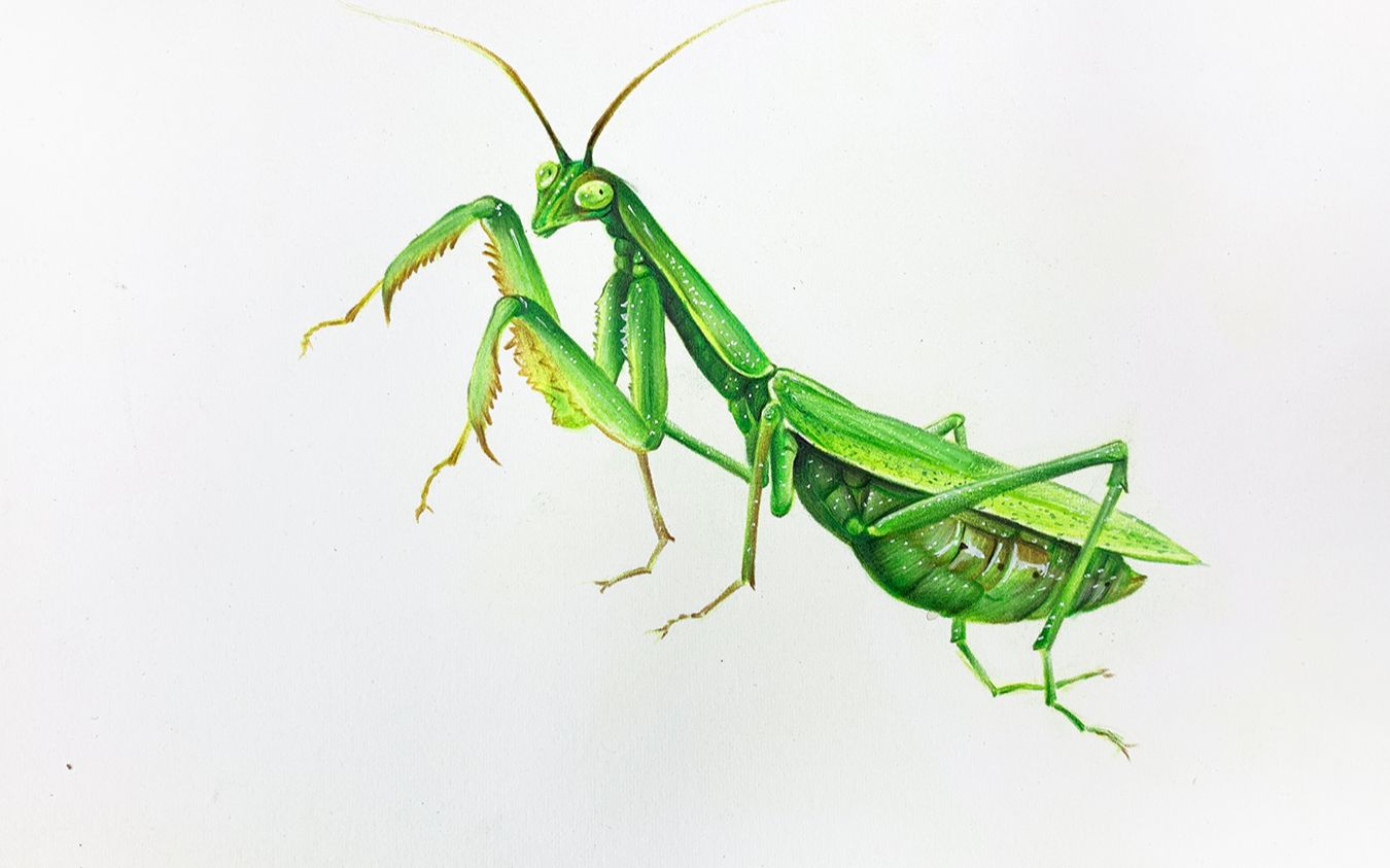 【彩铅】彩铅教你一只漂亮可爱的螳螂作品 轻松画一只绿色的昆虫