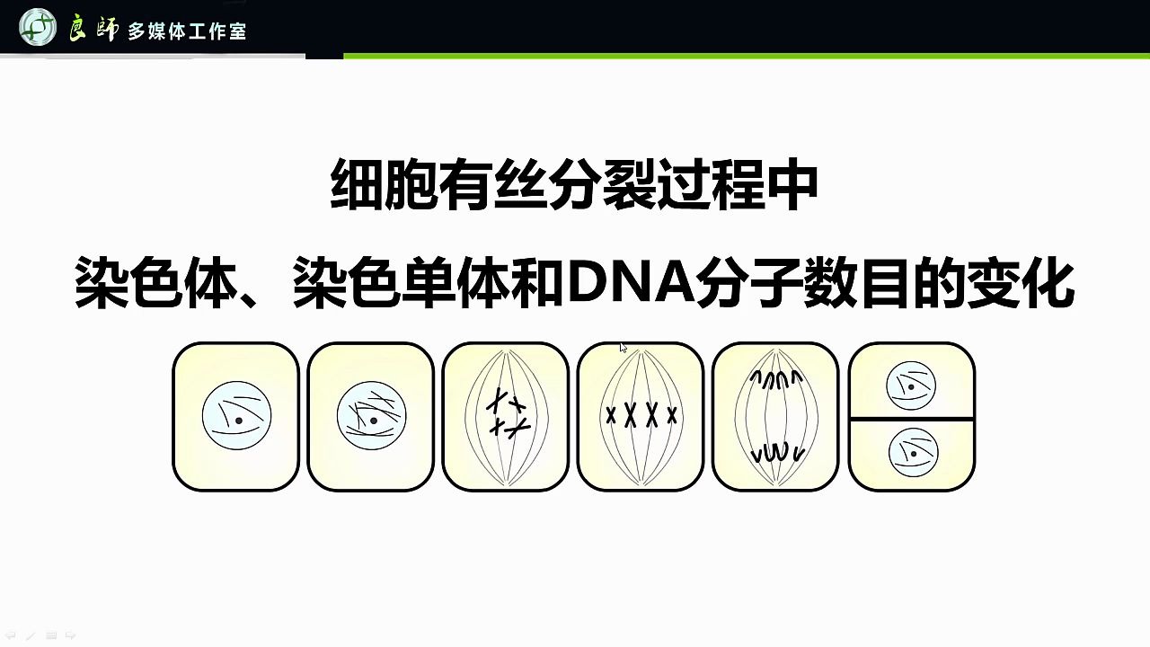 细胞有丝分裂过程中染色体、染色单体和DNA分子数目的变化